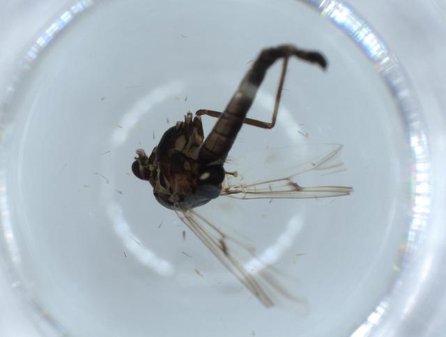 BOLD Systems: Management & Analysis - Public Data Portal - Specimen Re