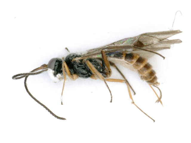 BOLD Systems: Taxonomy Browser - Bathythrix thomsoni {species}