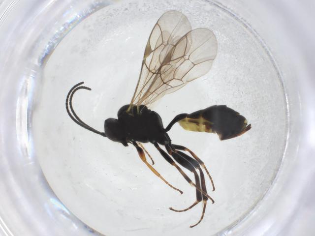 BOLD Systems: Taxonomy Browser - Bathyplectes anurus {species}