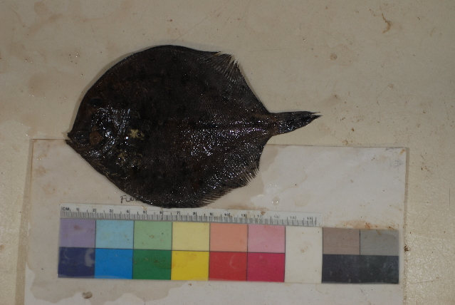 BOLD Systems: Taxonomy Browser - Bothus robinsi {species}