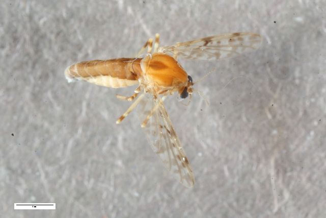 BOLD Systems: Management & Analysis - Public Data Portal - Specimen Re