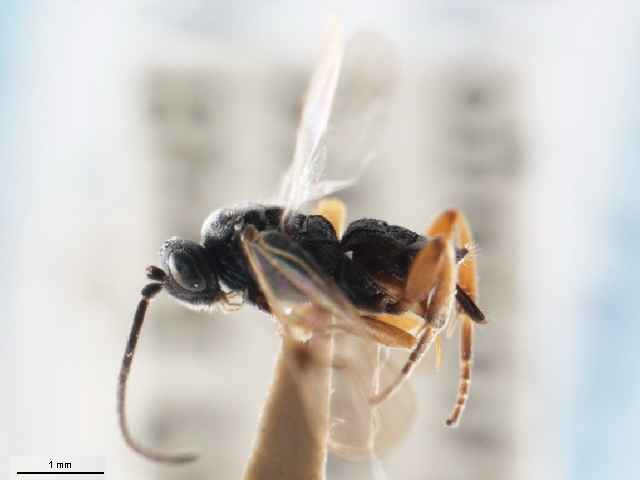 BOLD Systems: Taxonomy Browser - Microgaster phthorimaeae {species}