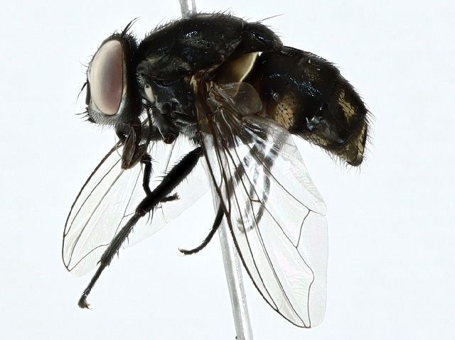 BOLD Systems: Taxonomy Browser - Musca convexifrons {species}