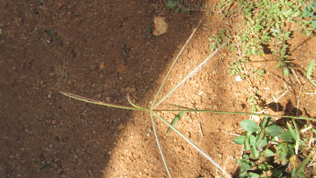 BOLD Systems: Taxonomy Browser - Chloris pycnothrix {species}